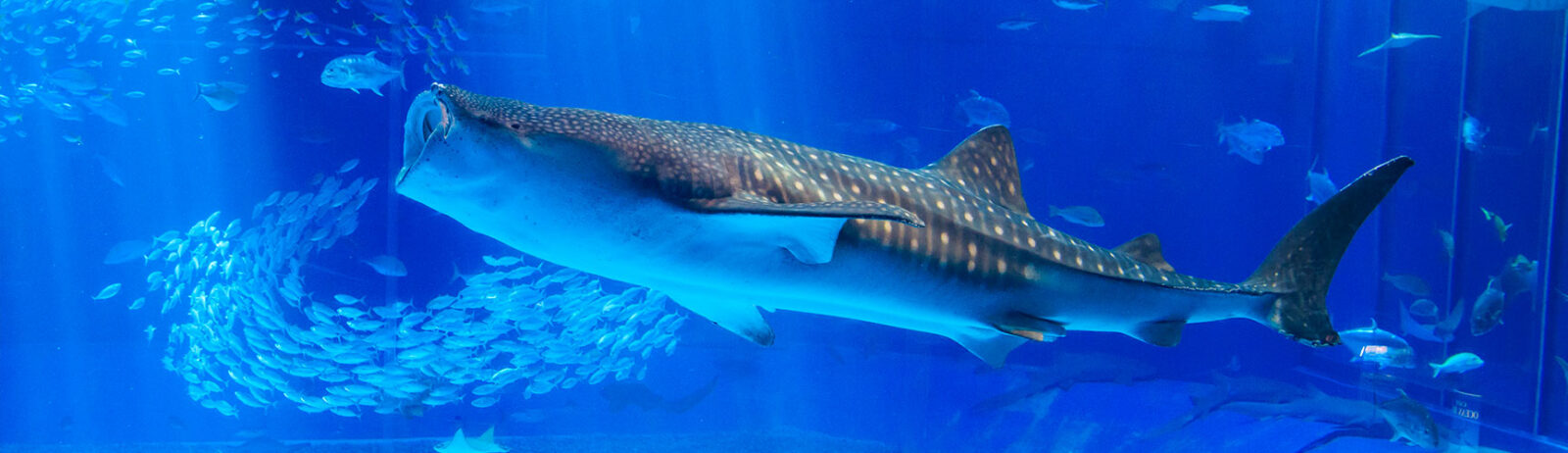 SIGHTSEEING・ACTIVITIES - Grand Mercure Okinawa Cape Zanpa Resort Official Site _ Grand Mercure ...